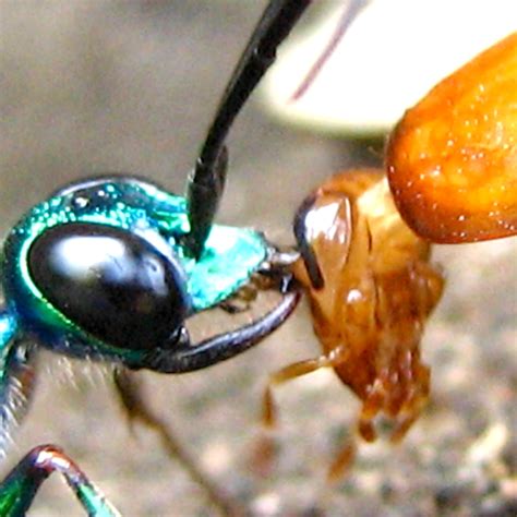 Ampulex Compressa The Emerald Cockroach Wasp