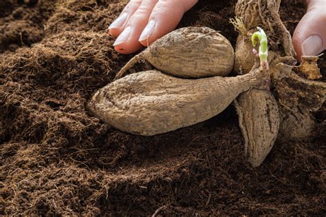 지상에 마스터 꽃 덩이 줄기 를 심기 정원 시즌을 위한 이른 봄 준비 경작지에 대한 스톡 사진 및 기타 이미지 경작지 계절