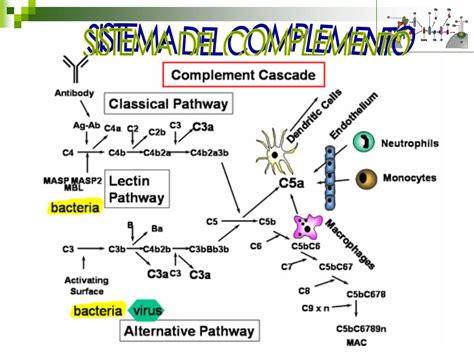 Ppt Sistema Del Complemento Powerpoint Presentation Free Download