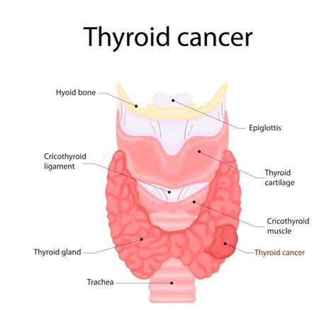 Thyroid Anatomy Illustration Images Free Download On Freepik