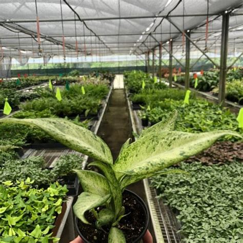 Aralia ‘bianca Green Thumb Nursery