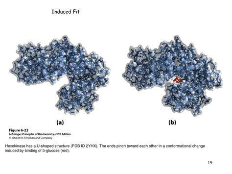 Ppt Km Vmax Kcat Powerpoint Presentation Free Download Id 3206146