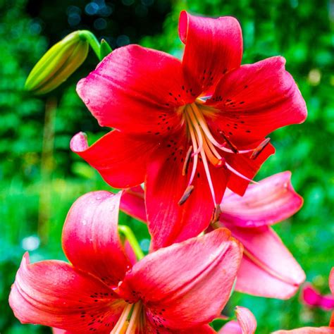 The Lily Flower Meanings Images And Insights Floraly