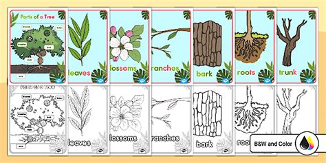 Parts Of A Tree Posters Teacher Made Twinkl