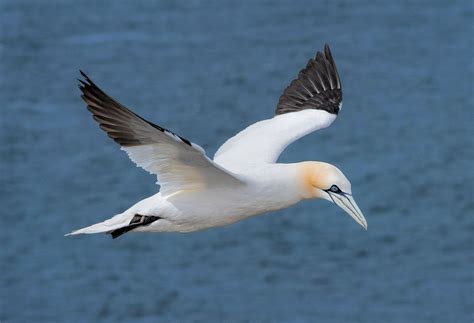 Northern Gannet Bird Britannica