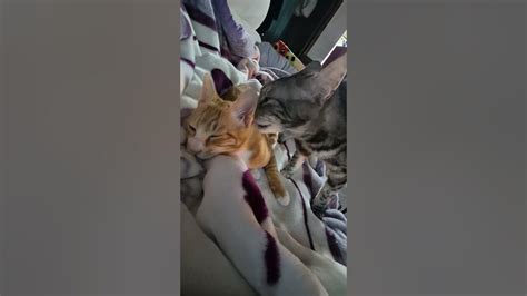 귀여운 Cat 사이좋은 Youtube