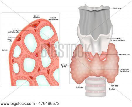 Structure Thyroid Vector Photo Free Trial Bigstock