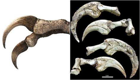 Weird Mongolian Dinosaur Wielded Big Sharp And Nasty Claws