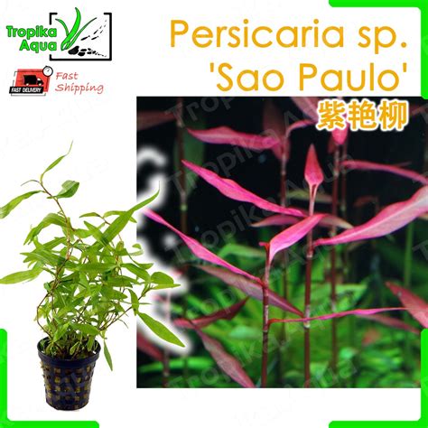 Polygonum Sp Persicaria Sp Sao Paulo 紫艳柳 Aquarium Aqua Plant