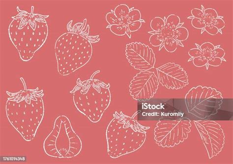 레트로 손으로 그린 딸기 그림 세트 꽃과 과일 벡터 라인 Illustrationsilhouette 딸기밭에 대한 스톡 벡터 아트