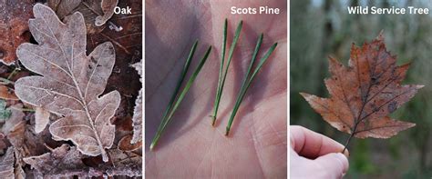 Identifying Trees In Winter A Beginners Guide To Spotting Trees Without Leaves Woodland