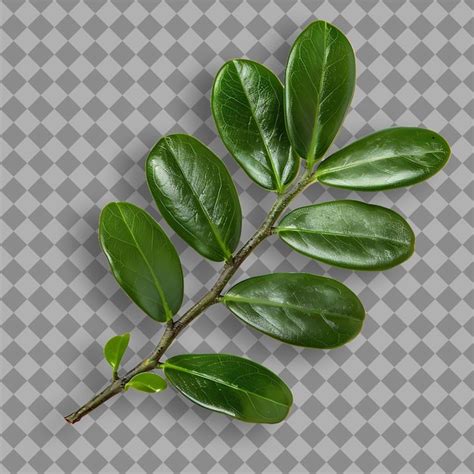 Premium Psd Png Crowberry Leaf With Small Round Leaf Shape And Deep