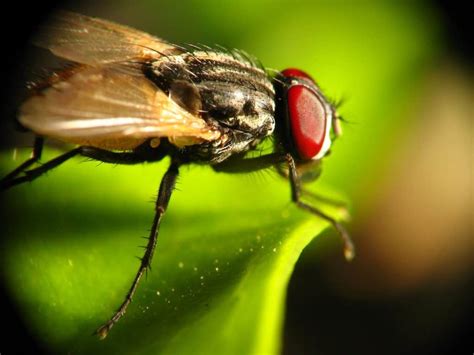 10 Most Common Types Of Flies And How To Get Rid Of Them How I Get Rid Of