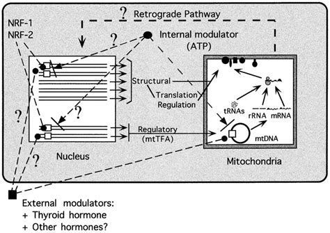 Multiple Regulatory Circuits Can Operate In The Control Of Download Scientific Diagram