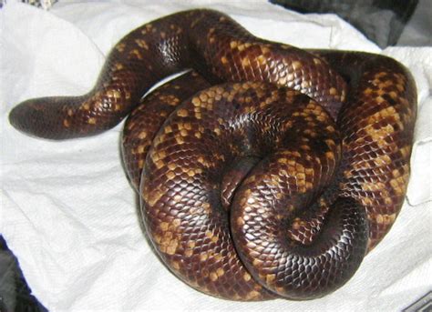 Calabar Ground Boa Quick Guide To Boas Calabaria Yzehf