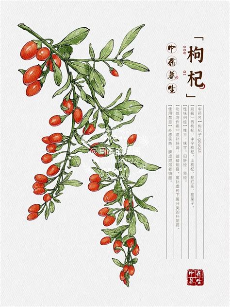 原创 中草药插画手绘 枸杞 附绘画过程 花瓣网