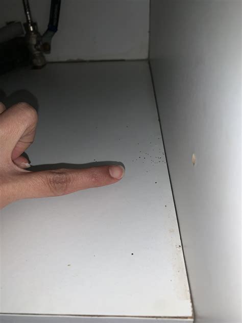 Are These Roach Droppings Found Under Kitchen Sink Cabinet R