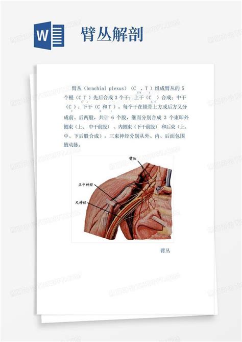 臂丛解剖word模板下载编号qwrkdppd熊猫办公