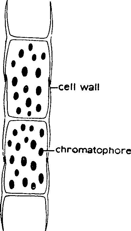 Cell Structure Diagram