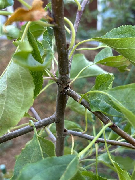 Small Holes In The Young Crabapple Tree Trunk Is This Normal