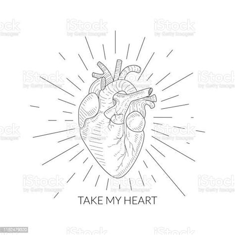 내 마음 따옴표를가지고 인간의 심장 해부학 스케치 흑백 손으로 그린 벡터 일러스트 레이 션 그리기에 대한 스톡 벡터 아트 및 기타 이미지 Istock
