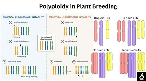 Polyploidy In Plant Breeding Biology Notes Online