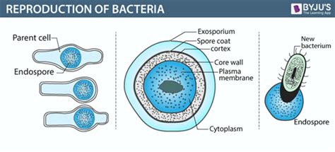 Bacteria Structure With Labels