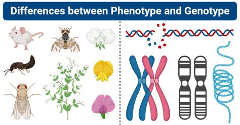 Explain The Difference Between Genotype And Phenotype Give Examples