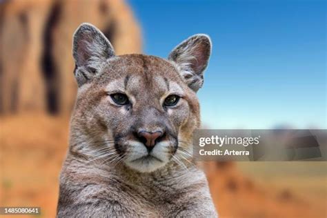Cougar Habitat Photos And Premium High Res Pictures Getty Images