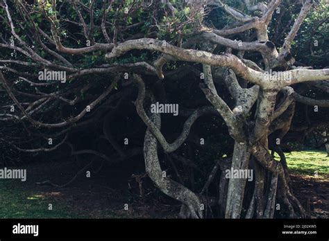 Tree With Intertwining Dense Branches Stock Photo Alamy