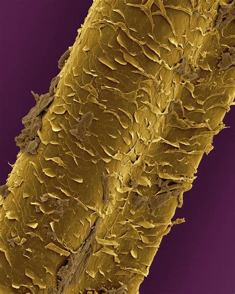 Human Eyelash Hair Photograph By Dennis Kunkel Microscopy Science Photo