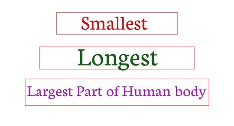 Smallest Longest And Largest Part Of The Human Body Bloggjhedu