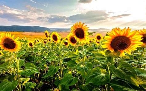 Купува земеделска земя в област Плевен Купува имоти Плевен КУПУВА ЗЕМЕДЕЛСКА ЗЕМЯ ЦЕ