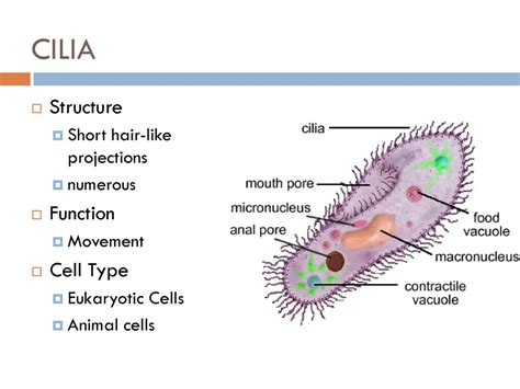 Cytoskeleton Structure Function Cell Type Ppt Download