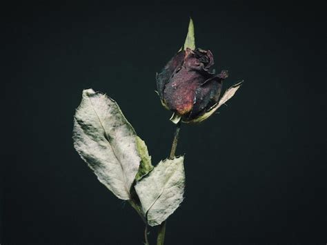 Premium Photo Close Up Of Wilted Rose Against Black Background