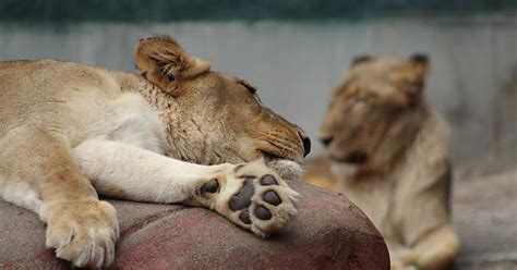 One Of The Coolest Shots Ive Taken Of A Murder Floof Imgur