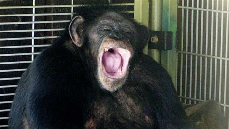What Is The Story Of Travis The Chimp And What Happened To Charla Nash