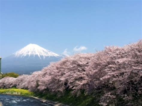 潤井川龍巌淵の桜の投稿写真 3ページ目花見特集2021