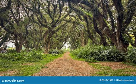 De Djawatan Forest Tourist Forest In Banyuwangi Is A Shady Forest Area