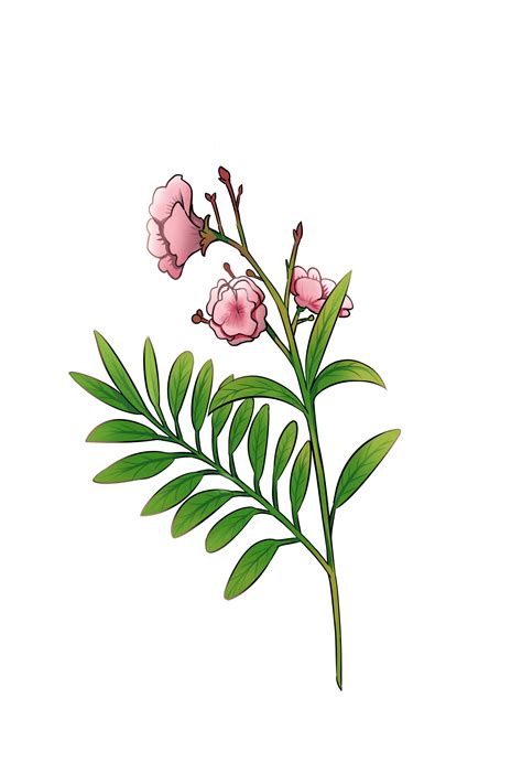 夹竹桃插画图片中药材素材图片中药材大全高清图片素材
