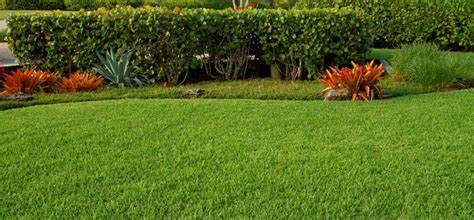 5 Best Types Of St Augustine Grass In Florida Sodpods®