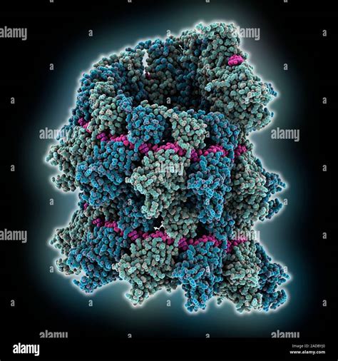 virus nucleoprotein rna ribonucleic acid nucleocapsid complex