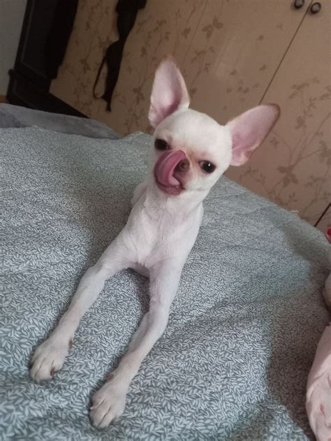 강아지 피부병 종류 관리방법