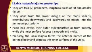Female Reproductive System Int And Ext Genitalia Pdf