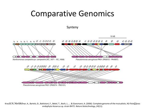 Ppt Functional Annotation And Comparative Genomics Powerpoint Presentation Id 1604116