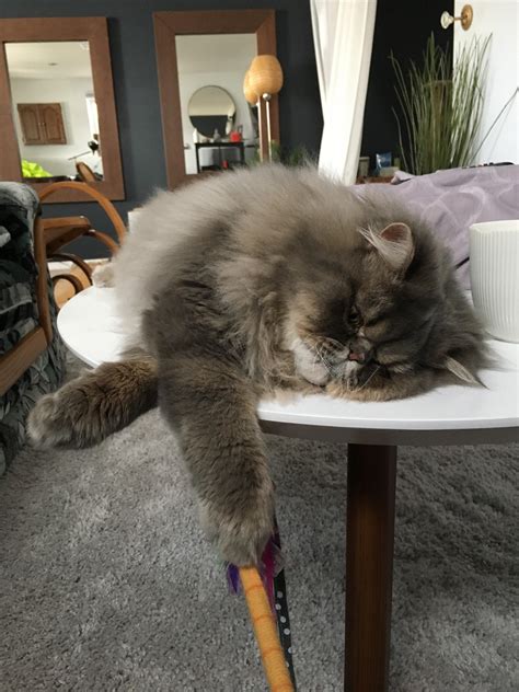 A Lazy Floof Ball R Floof