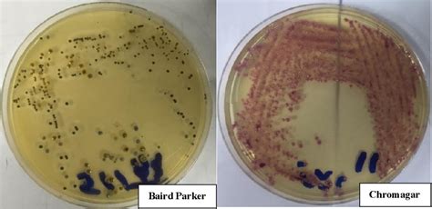 Figure 1 From Disentanglement Of Staphylococcus Aureus In Chicken By