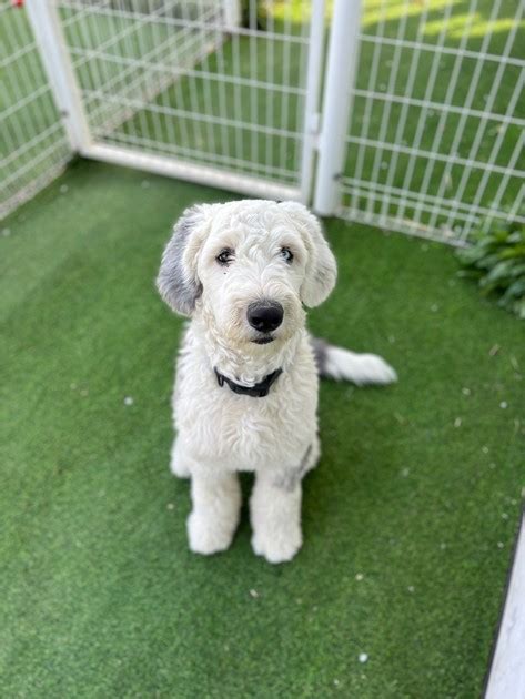 잉글리쉬 쉽독 가루 강아지 책임분양 ️ 입양완료 고양이입양 강아지입양 유기견입양 현황 아이조아보호소