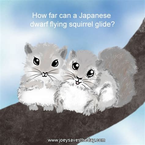 Joey Saves The Day Facts About Japanese Dwarf Flying Squirrels