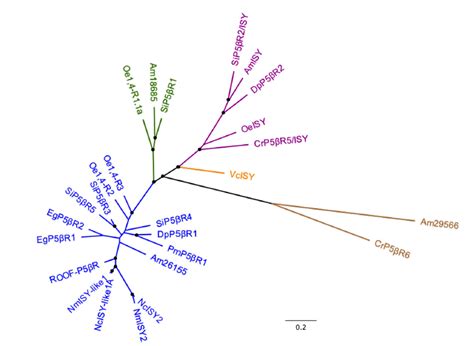 Transcriptome Based Identification And Functional Characterization Of Iridoid Synthase Involved